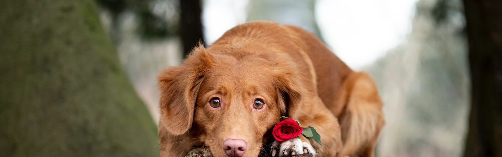 La Saint-Valentin avec son Chien