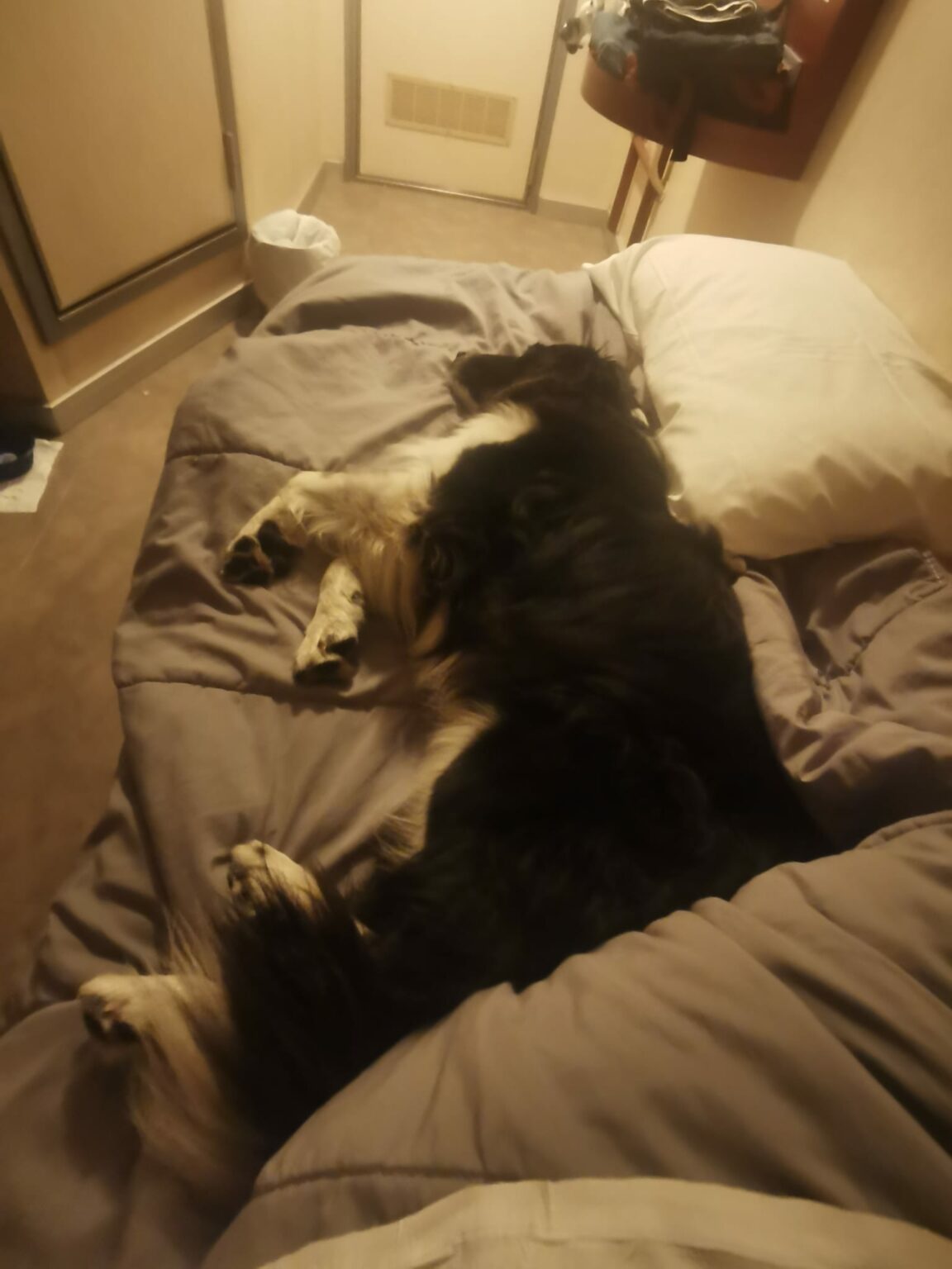 Corsica Ferries Chien : 5 Conseils pour le Bateau 🚢